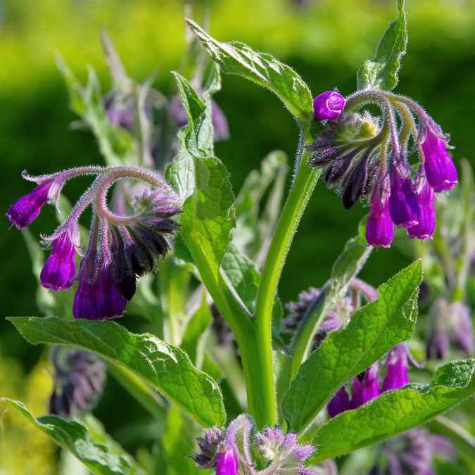 קומפרי Comfrey - Merlin Herbs